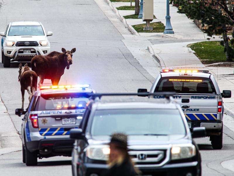 Where are moose in Aspen coming from? | AspenTimes.com